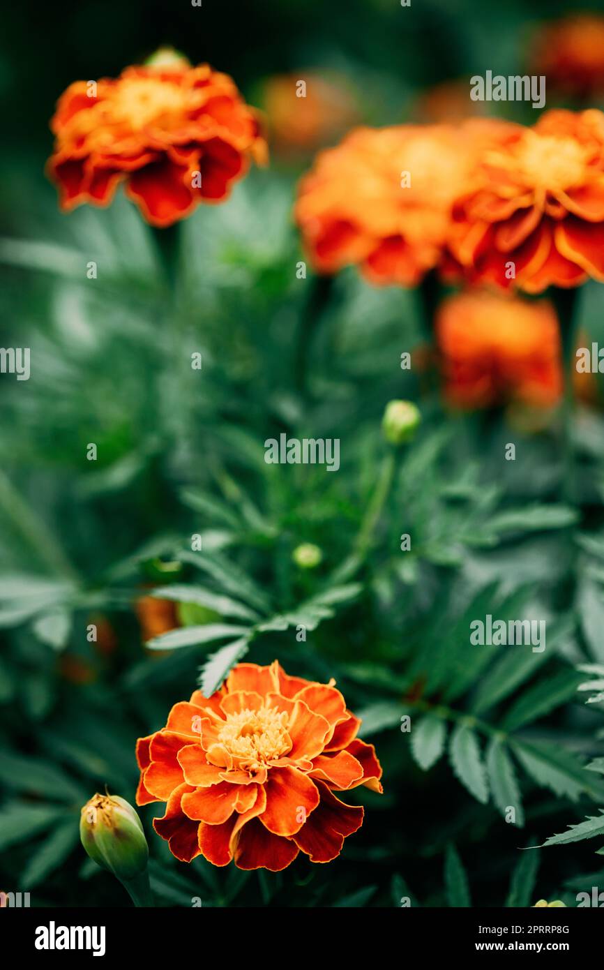 Red Flowers Of Tagetes Plant In Garden Bed. Medicinal Plant Stock Photo ...