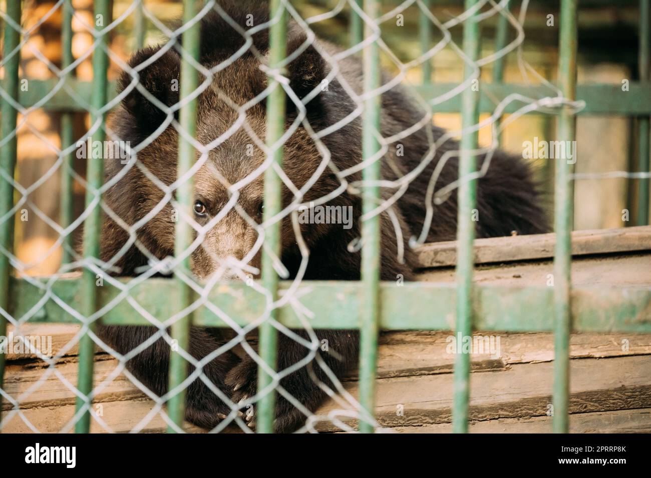 European Eurasian Brown Russian Bear Ursus Arctos Arctos In Cage. Small ...