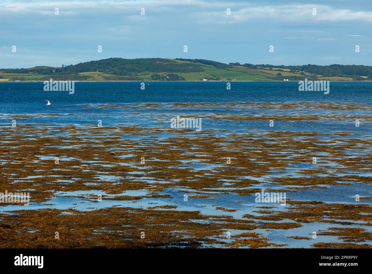 The coastline at Killyleagh in the north of ireland Stock Photo - Alamy