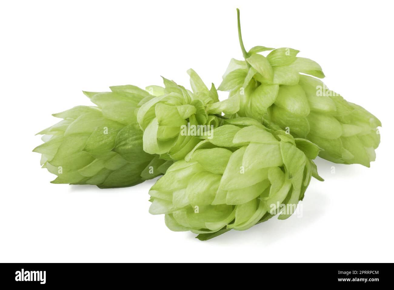 Ripe hops Cut Out Stock Images & Pictures - Alamy