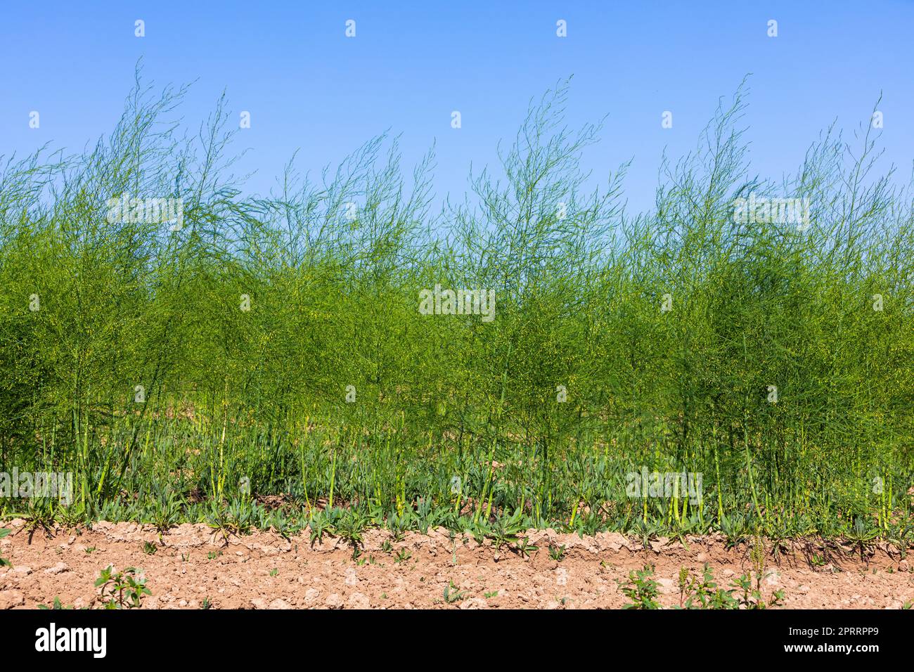 outgrown asparagus field outdoors Stock Photo - Alamy