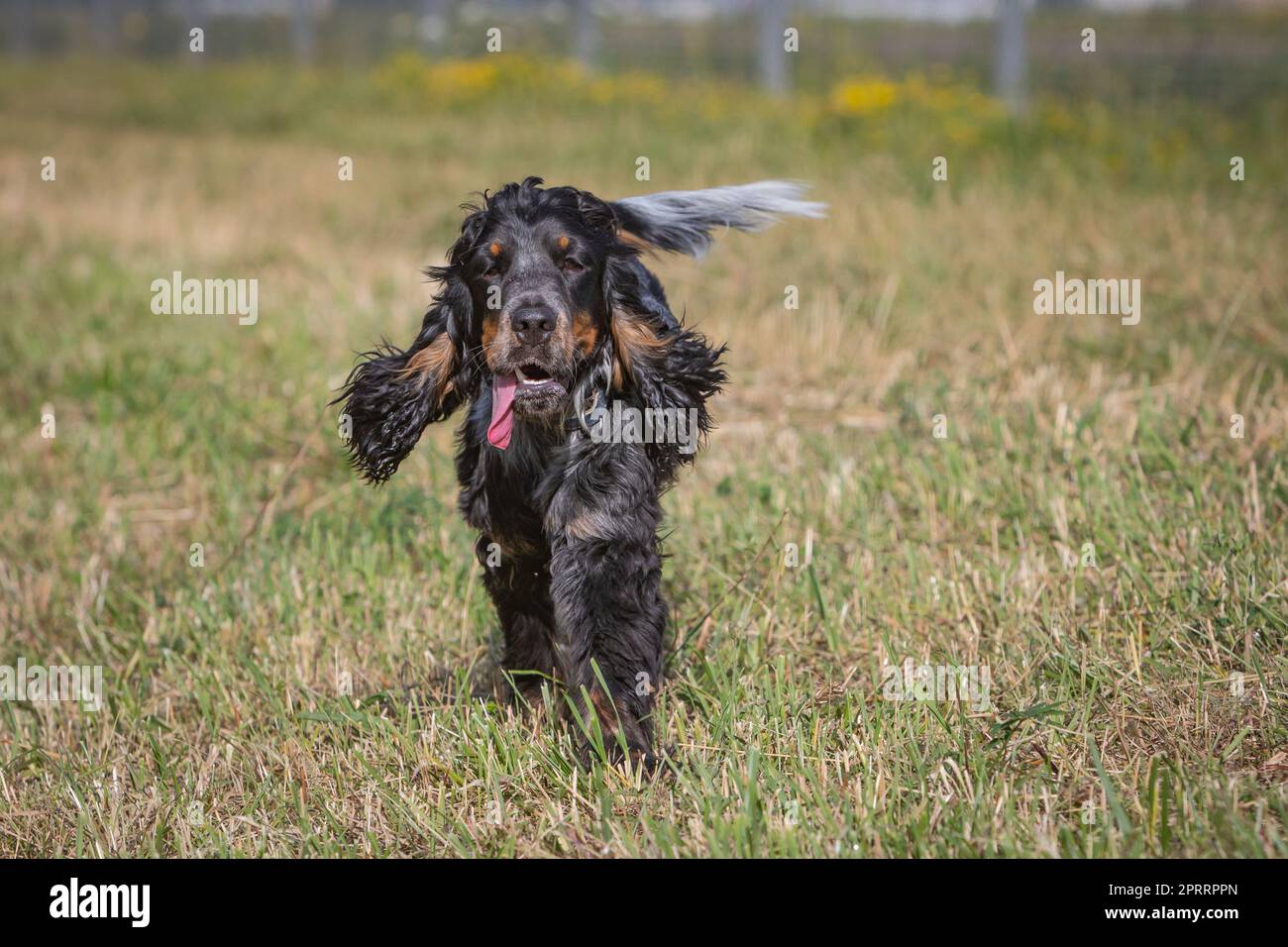 cocker spaniel puppy running Stock Photo - Alamy