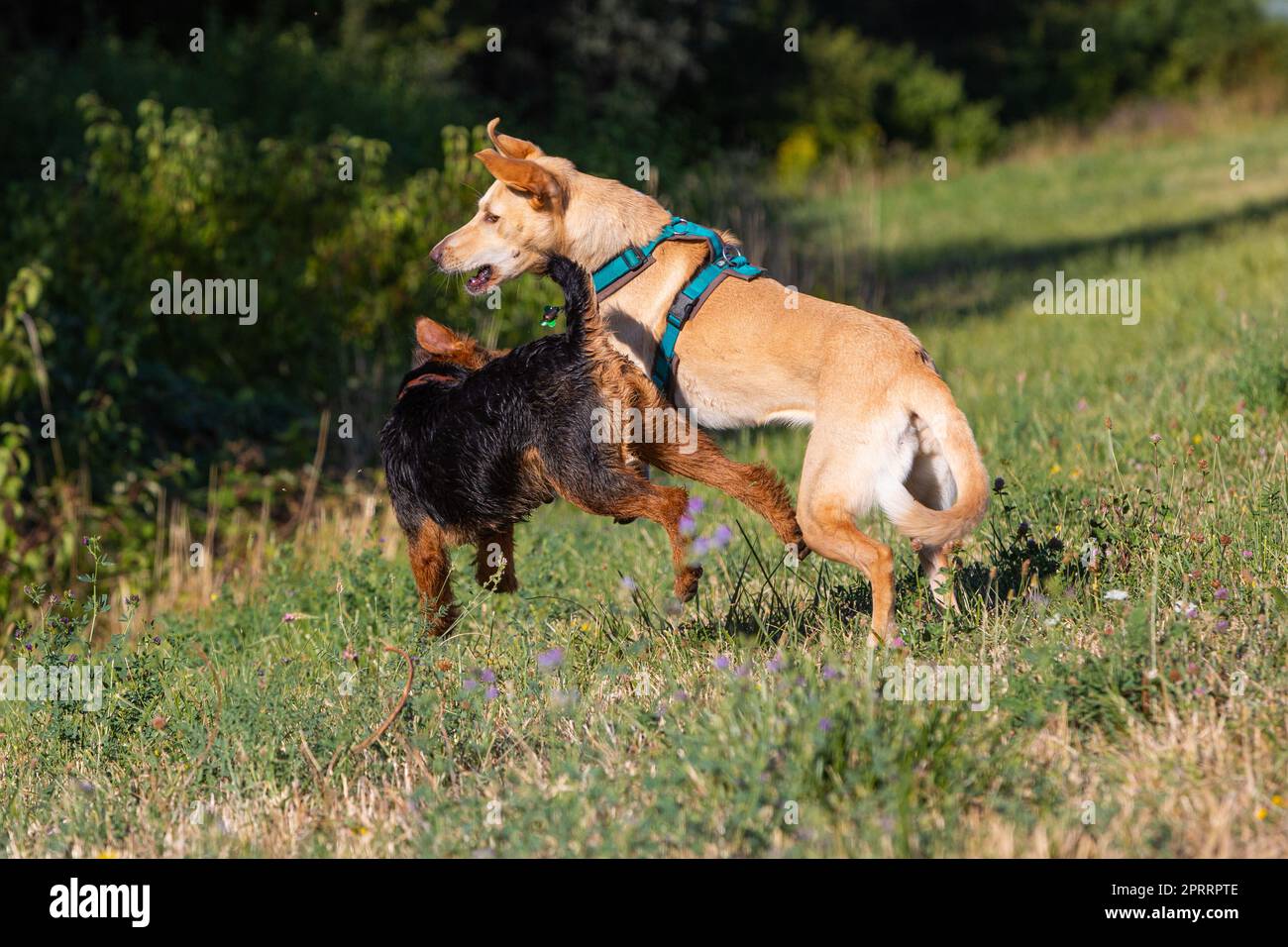 two dogs running and playing Stock Photo - Alamy