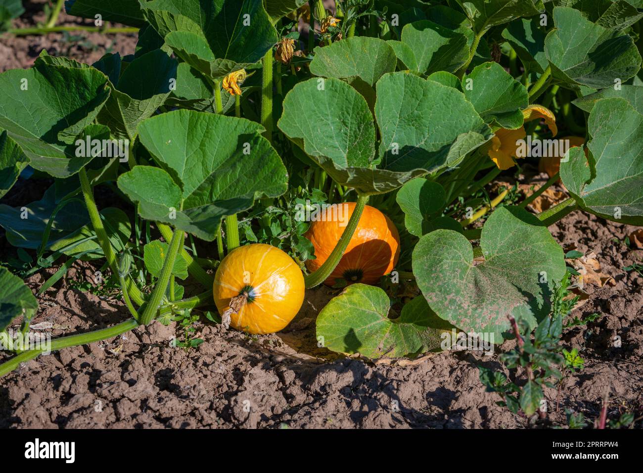 pumkin grows in the garden Stock Photo - Alamy