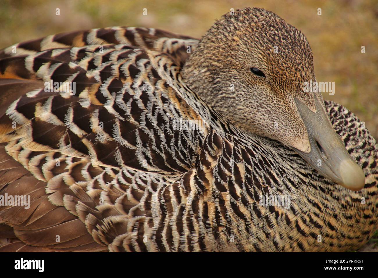Eider duck feather hi-res stock photography and images - Alamy