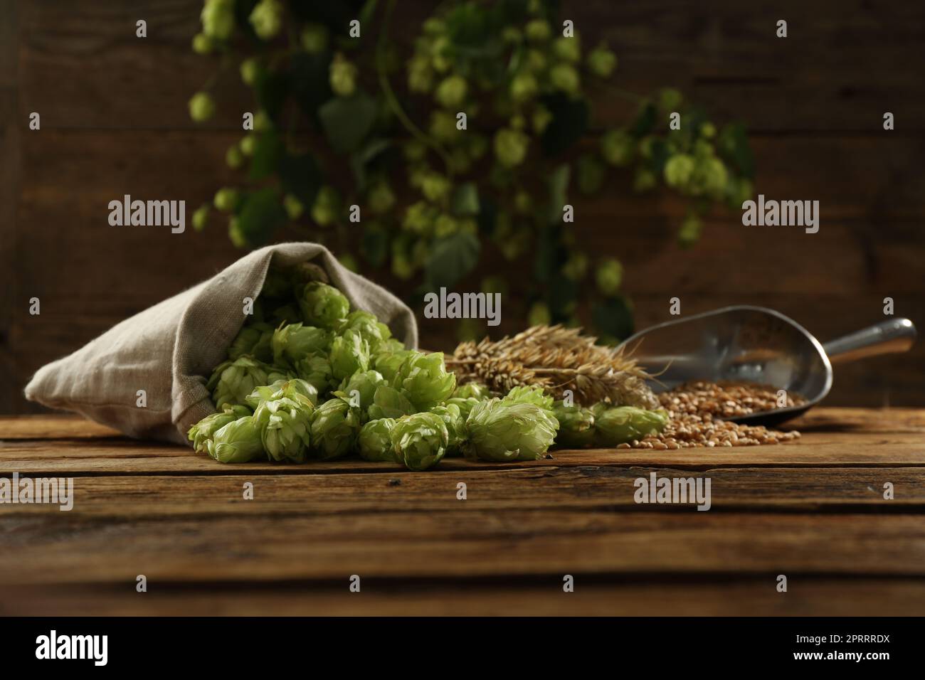 Green hops and wheat hi-res stock photography and images - Alamy