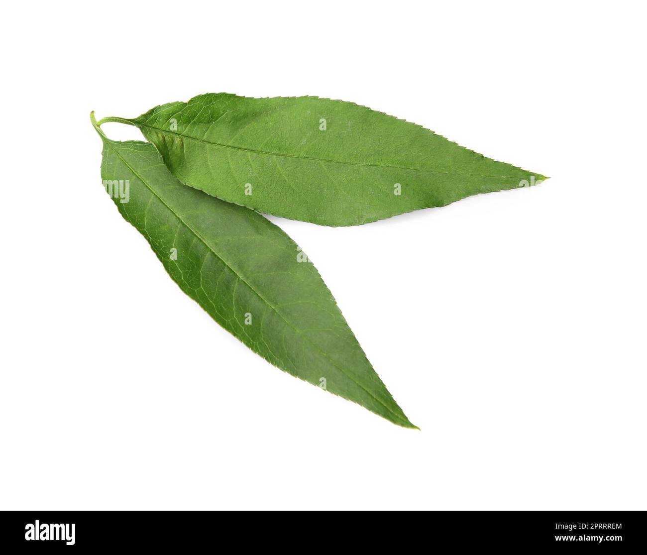 Two green peach tree leaves isolated on white Stock Photo - Alamy