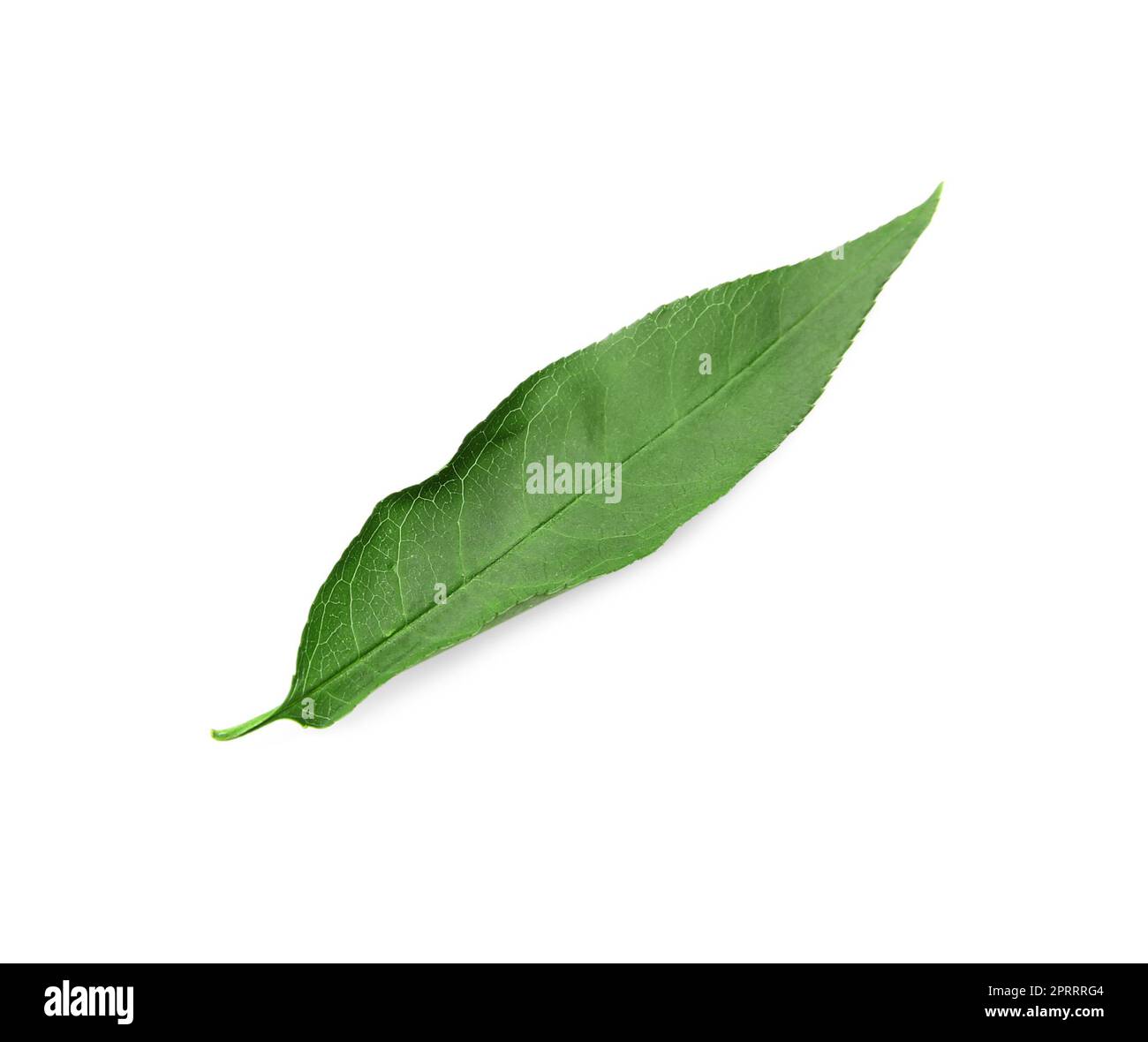 White Peach Tree Leaves