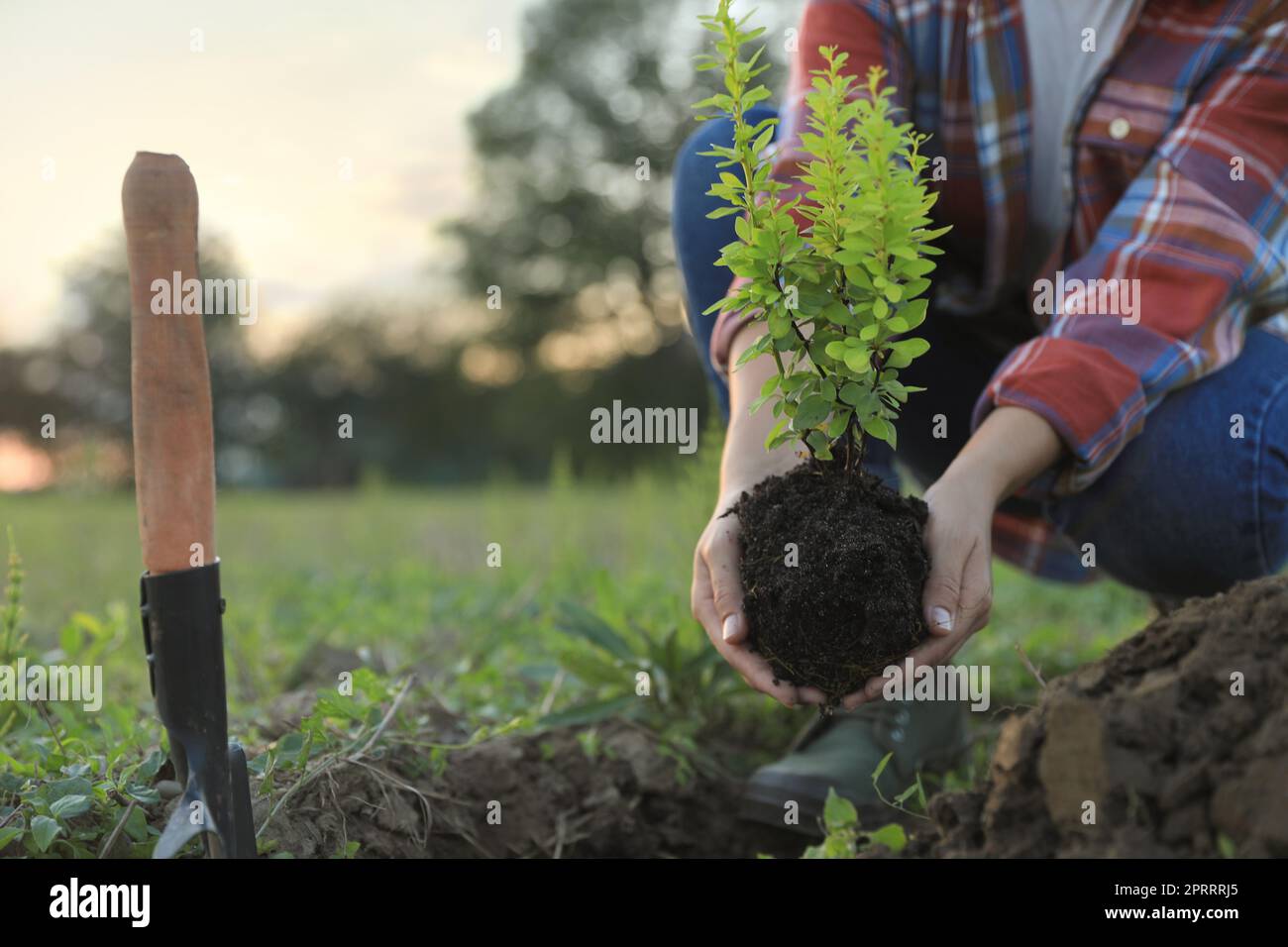 Woman planting tree in countryside, closeup view Stock Photo - Alamy