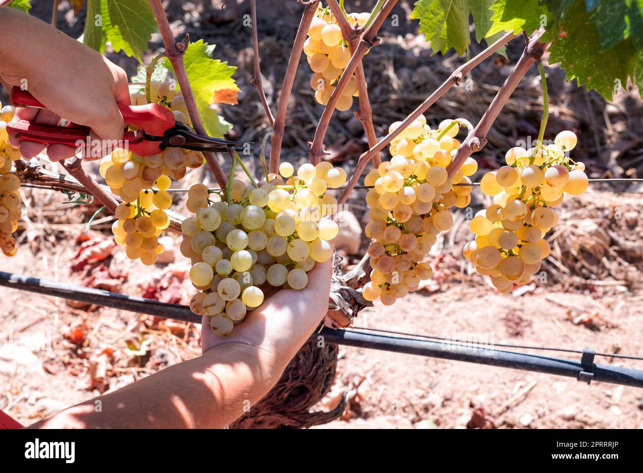 Harvesting fresh grapes farmer hi-res stock photography and images - Alamy