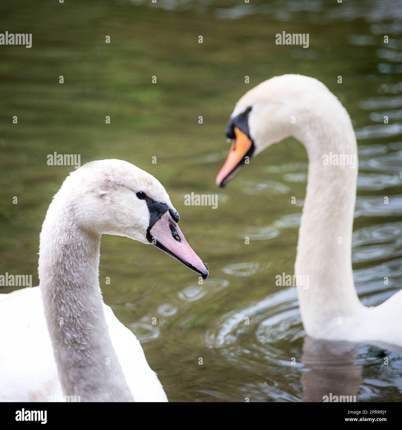 Two people swimming hi-res stock photography and images - Alamy