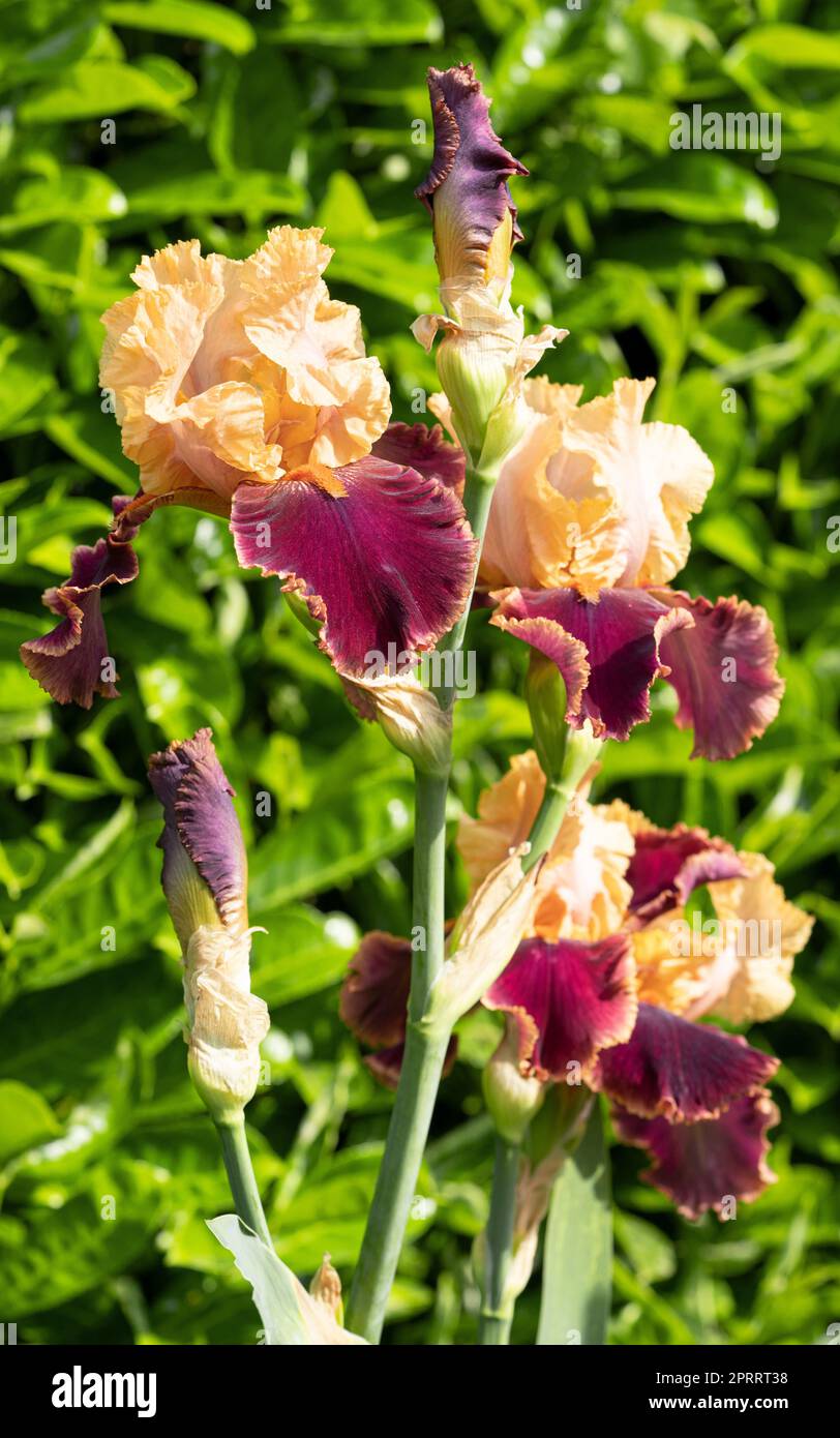 German iris (Iris barbata), close up image of the flower head Stock ...
