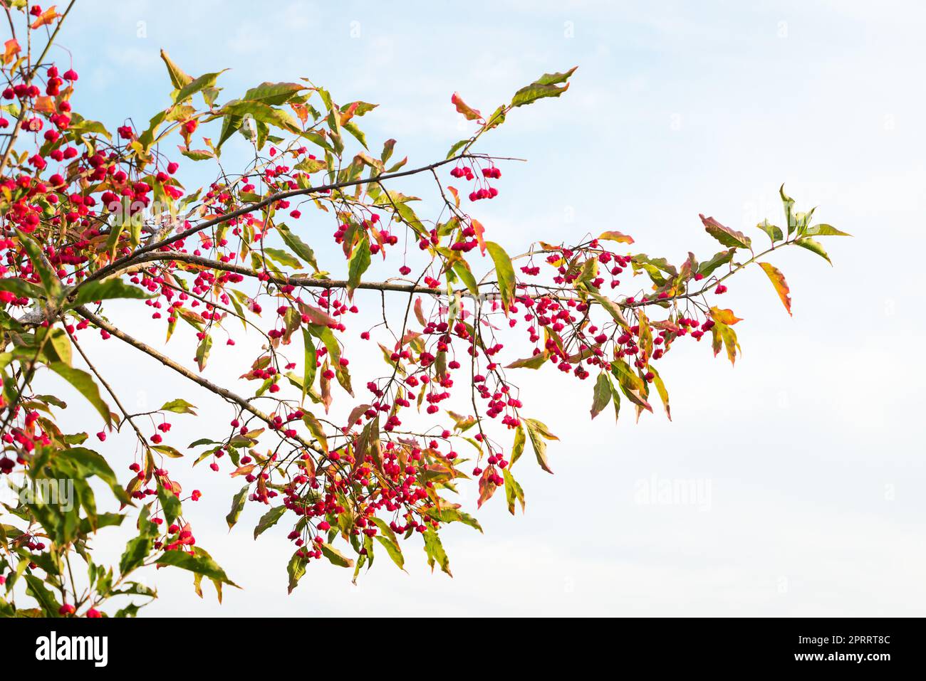 Close-up of spindle, or spindleberry, flowers (Euonymus europaeus Stock ...