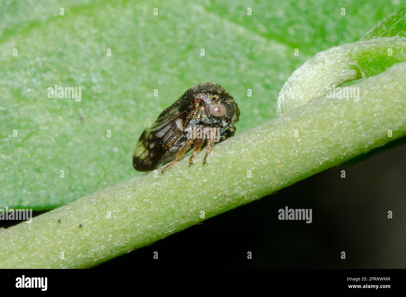 Treehopper, Membracidae Family, on stem, Klungkung, Bali, Indonesia ...