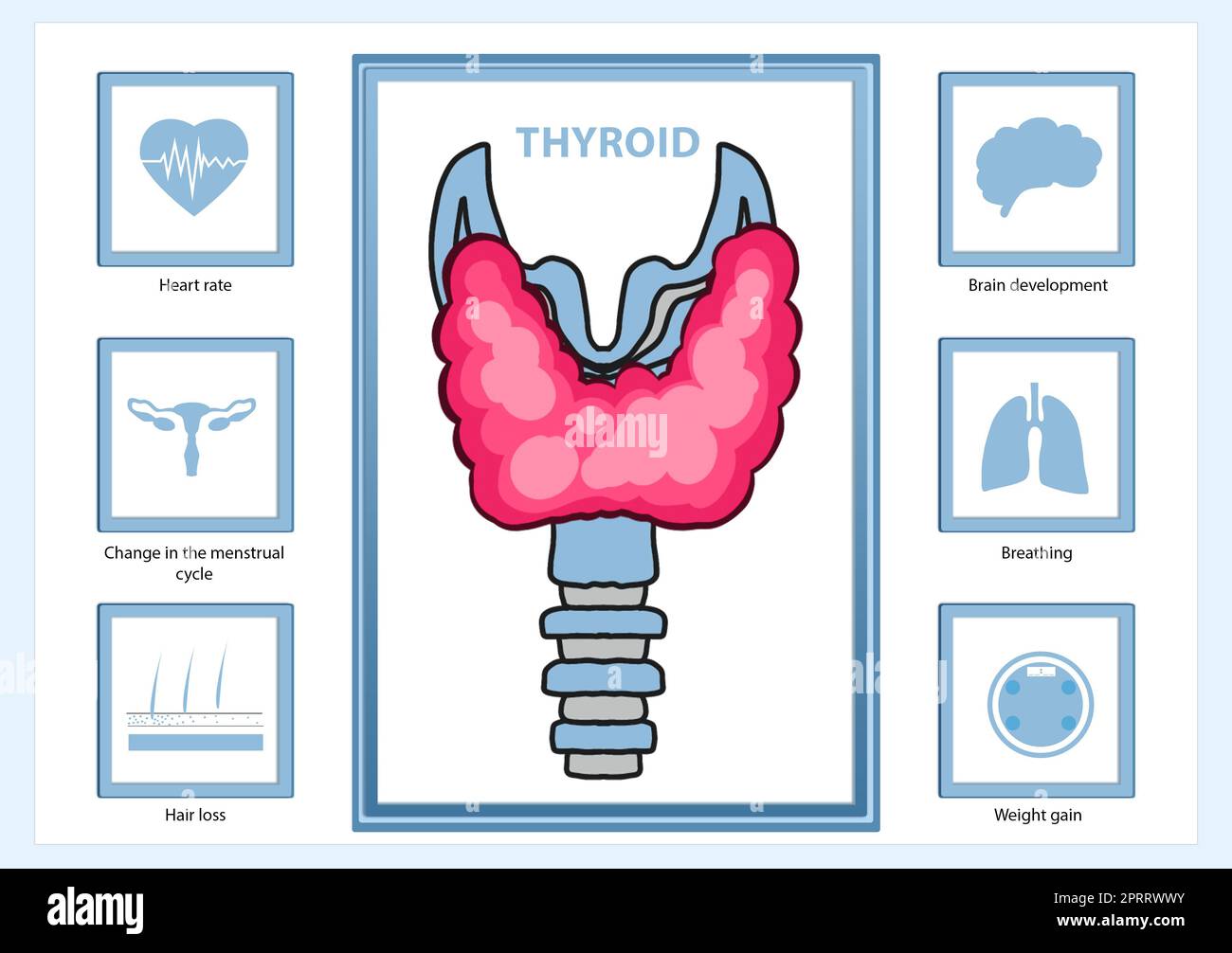 Illustration of thyroid gland and different icons showing its affect on ...