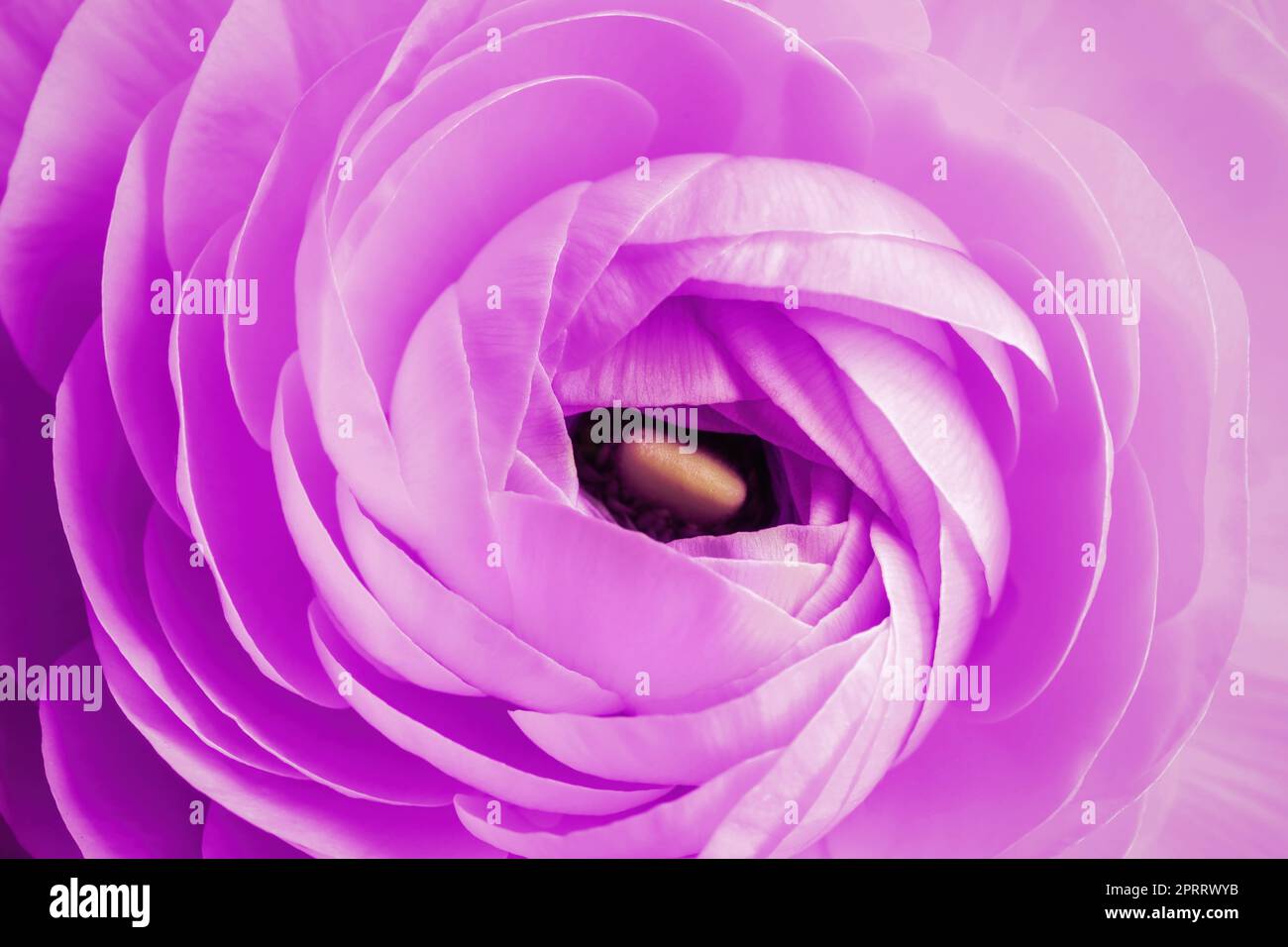 Closeup purple ranunculus flower hi-res stock photography and images ...