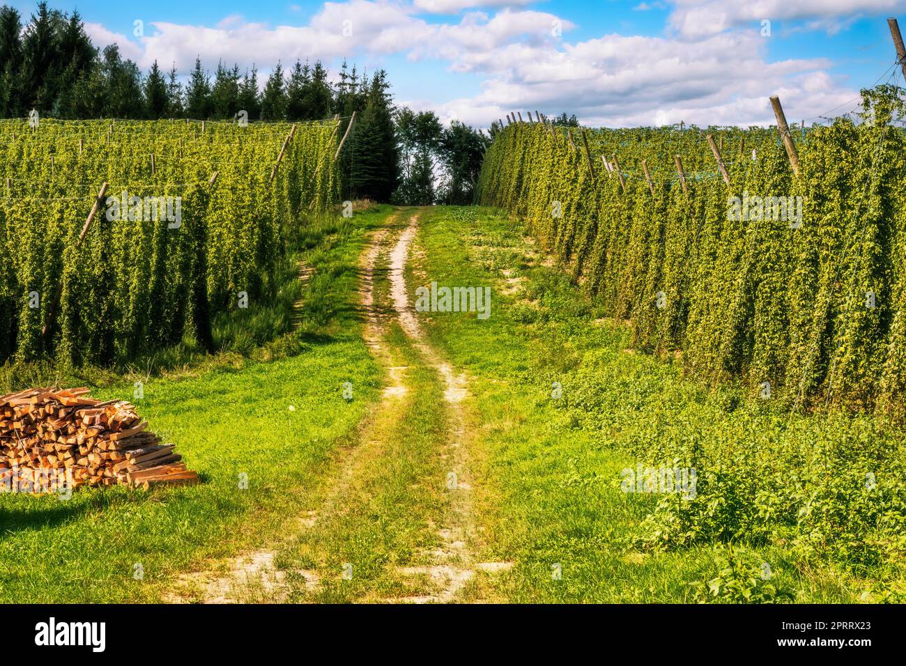 Growing hops in a hop garden in Bavaria, in an area called Hallertau ...