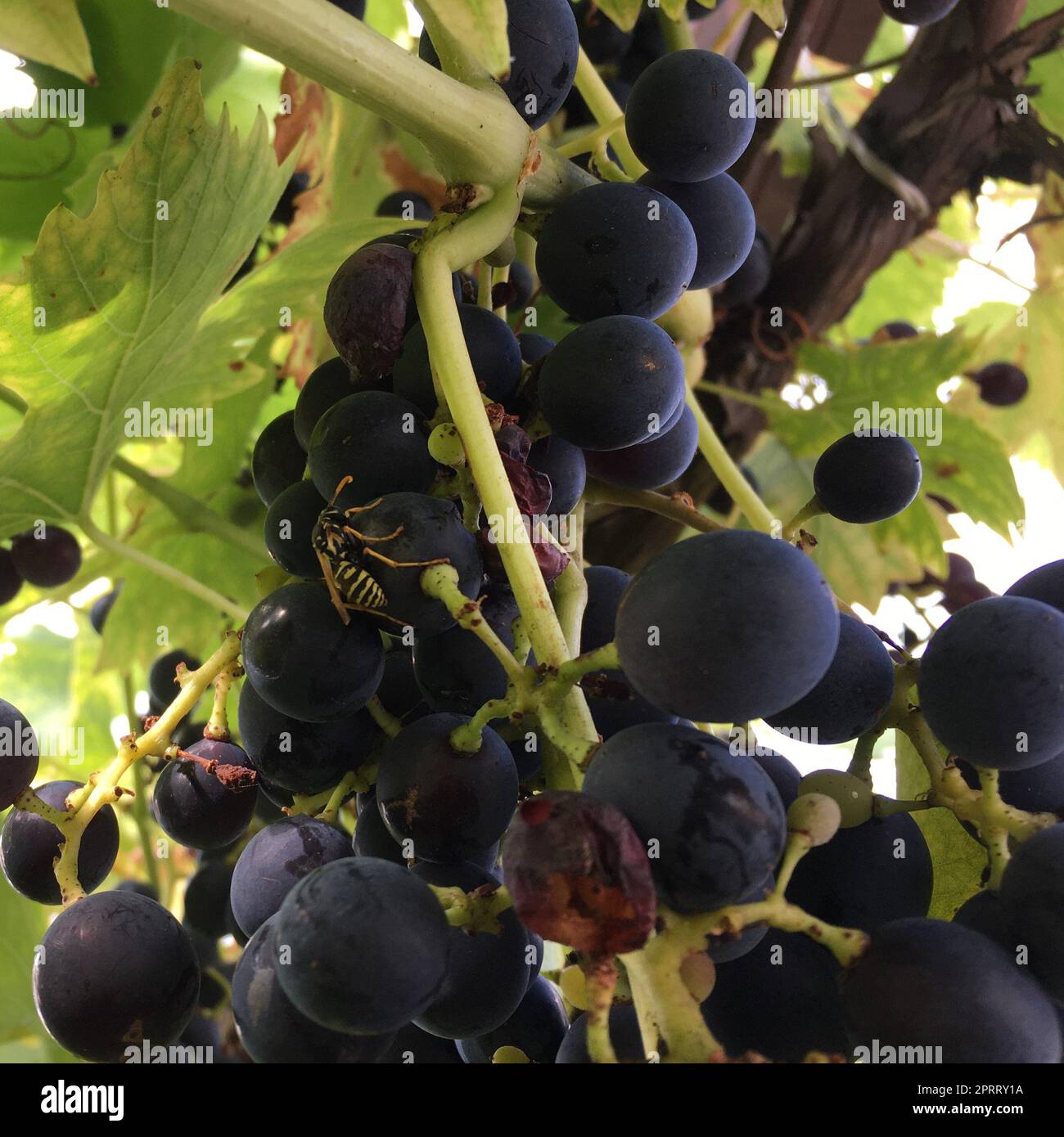 spider and wasp in the vine- this ist nature and nature reserve Stock ...