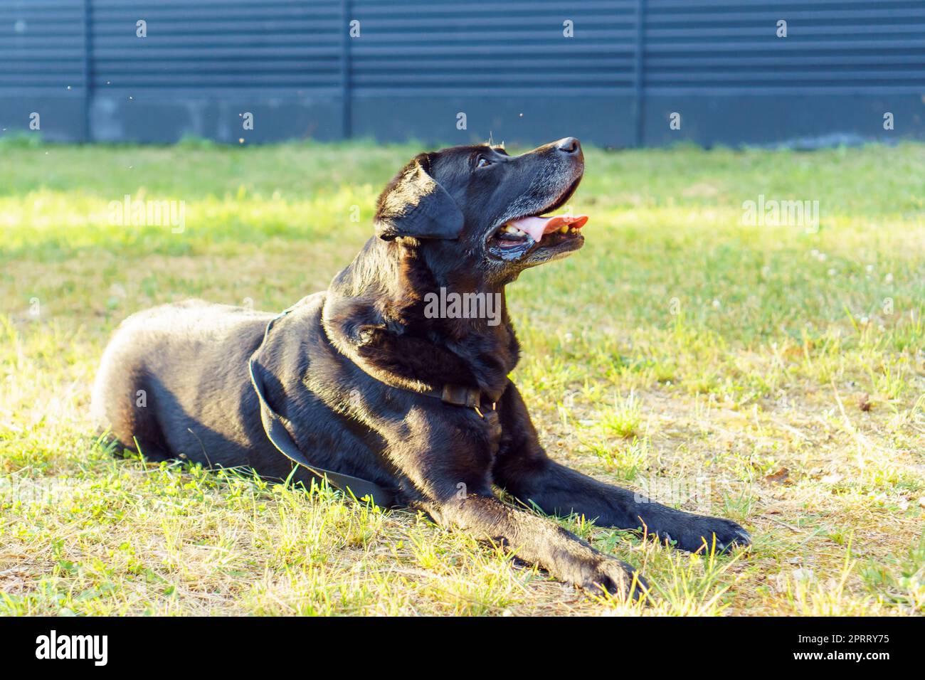 Black dog Labrador Retriever lies with his tongue out on green grass ...