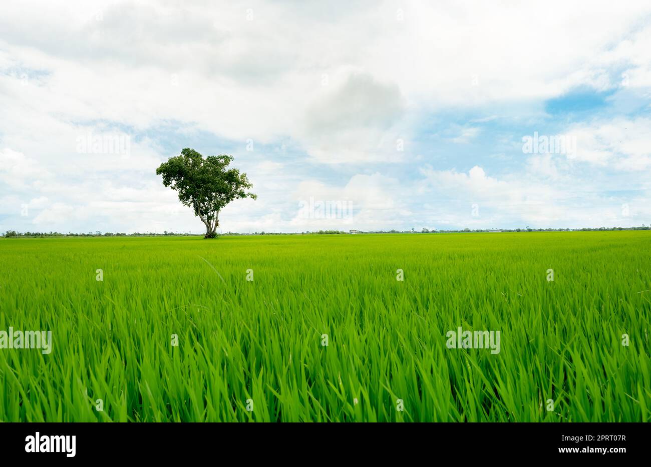 Landscape of green rice field with a lonely tree and blue sky. Rice ...
