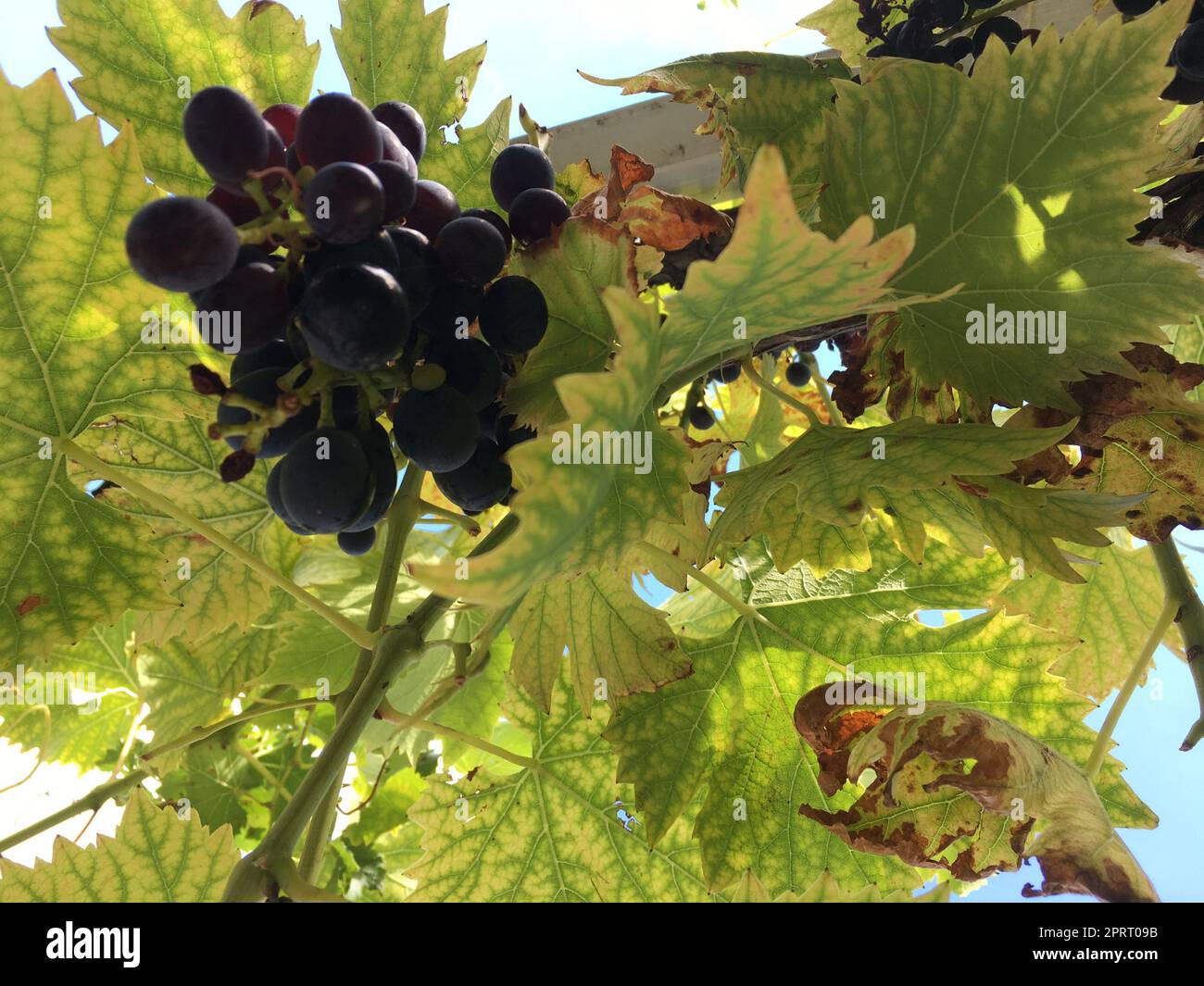 Grapes and sun hi-res stock photography and images - Alamy