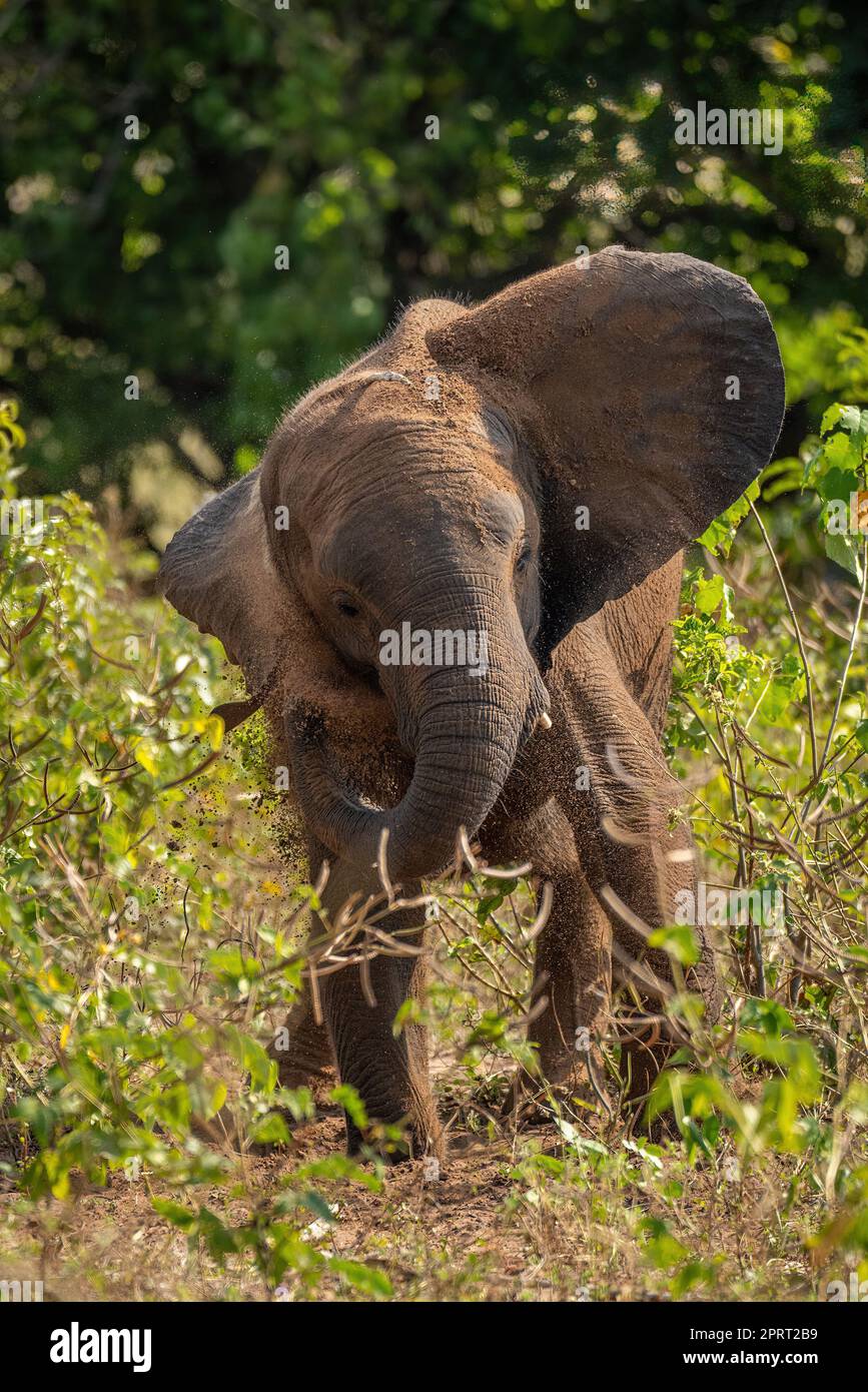 African bush elephant stands shaking earth off Stock Photo - Alamy