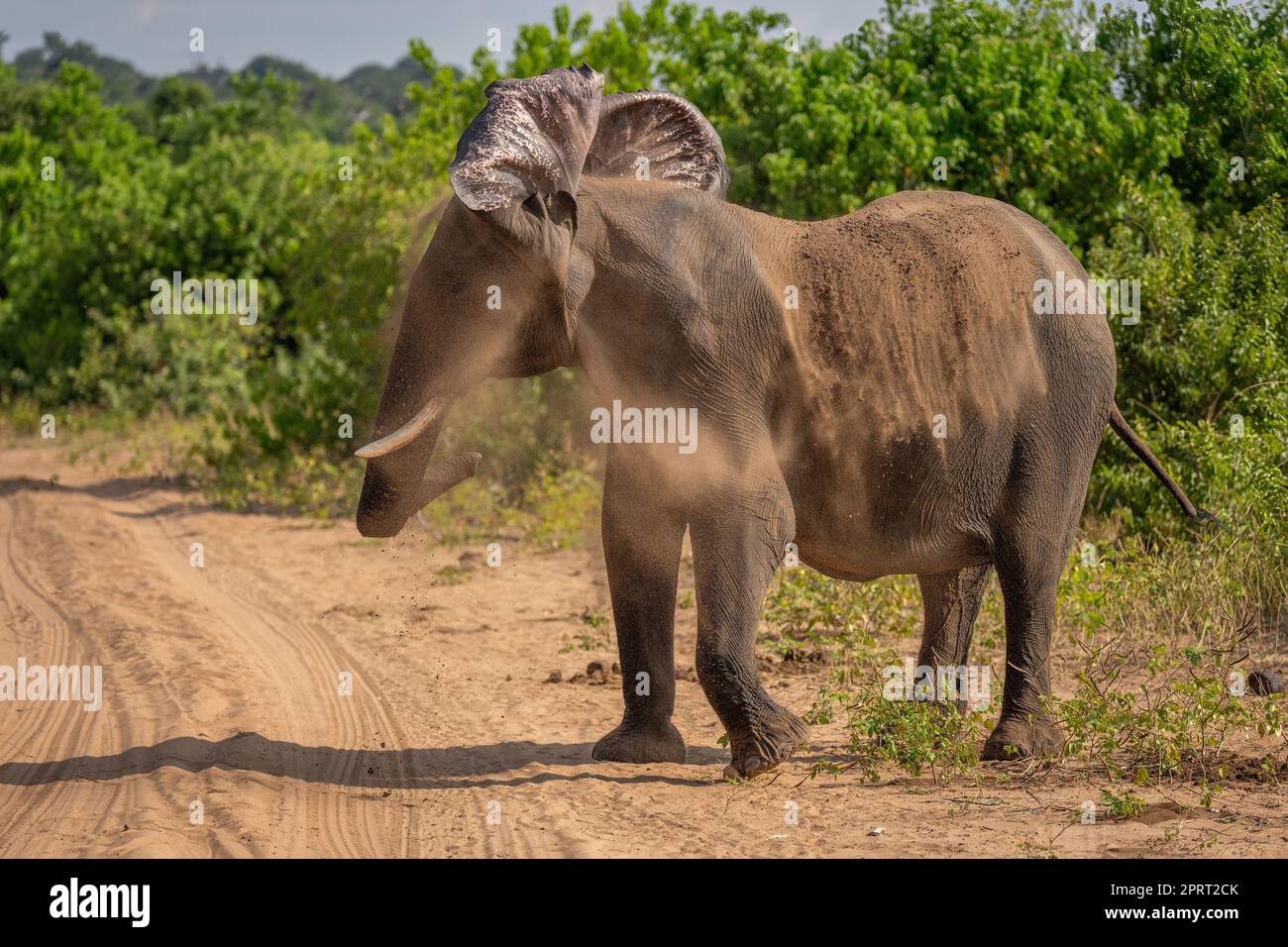 African bush elephant stands shaking off dust Stock Photo - Alamy