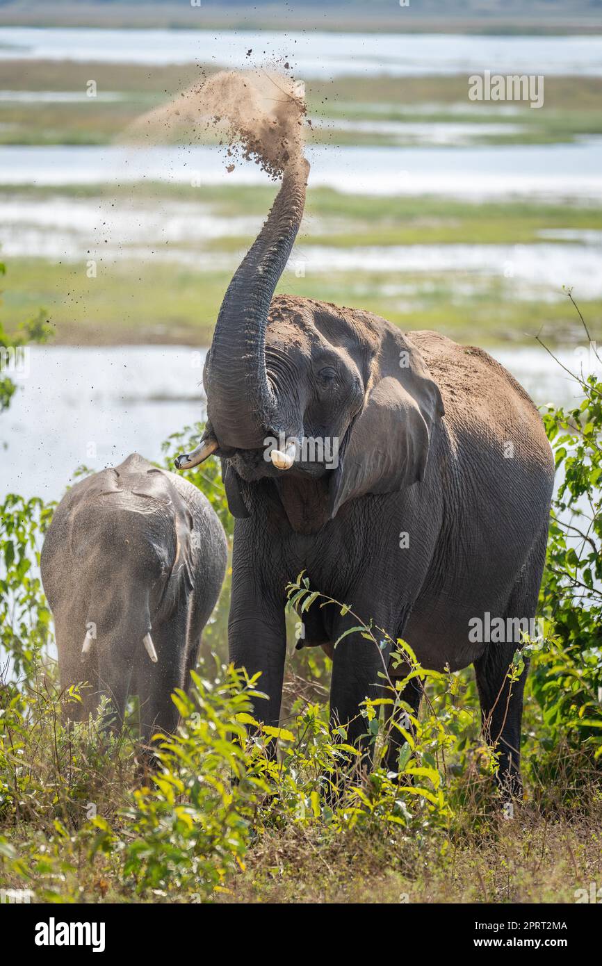 African bush elephant throwing sand over head Stock Photo - Alamy