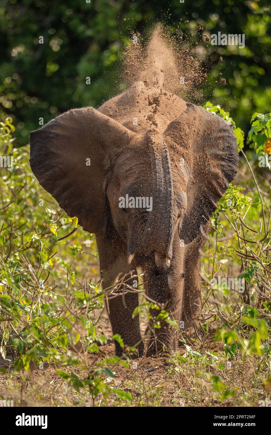 African bush elephant throwing earth over body Stock Photo - Alamy