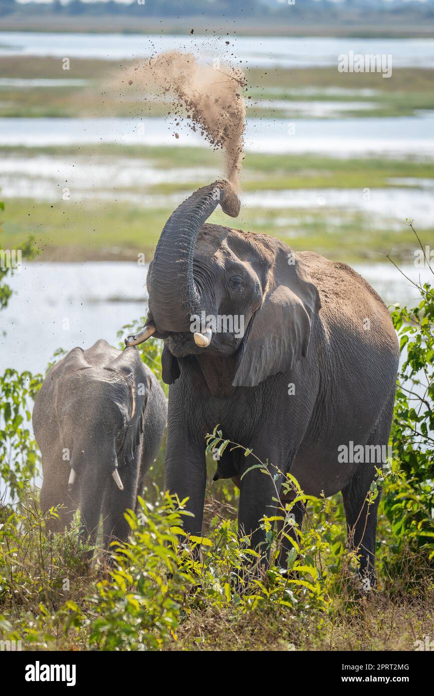 African bush elephant throwing sand over back Stock Photo - Alamy