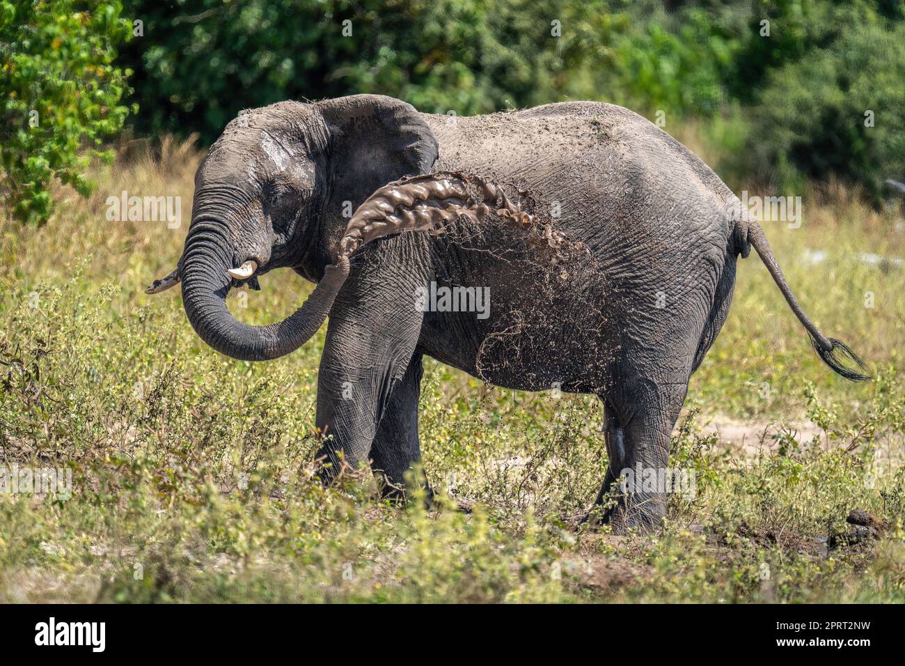 African bush elephant throws mud over flank Stock Photo - Alamy
