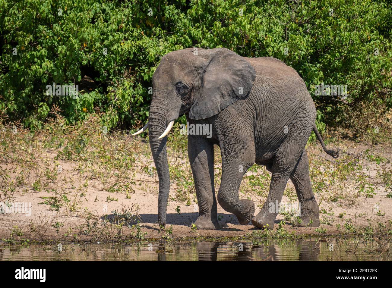 African bush elephant walking along sandy riverbank Stock Photo - Alamy