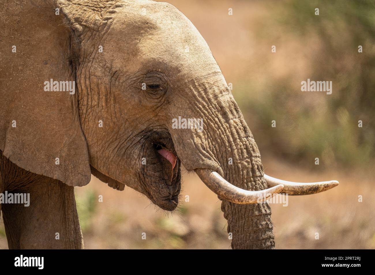 Close-up of African bush elephant apparently laughing Stock Photo - Alamy