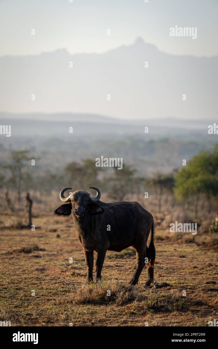 Cape buffalo stands with Mount Kenya behind Stock Photo - Alamy