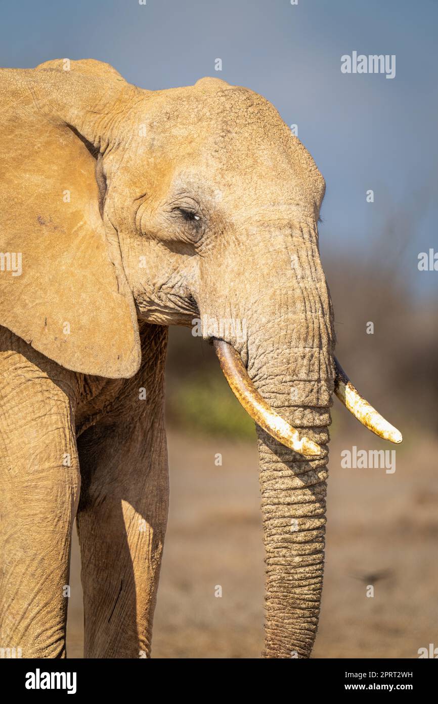 Elephant in sunshine hi-res stock photography and images - Alamy