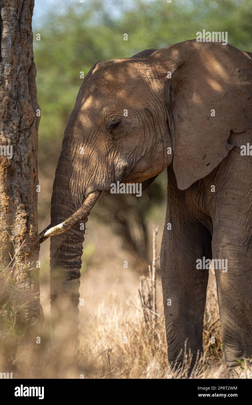 Close-up of African bush elephant by tree Stock Photo - Alamy