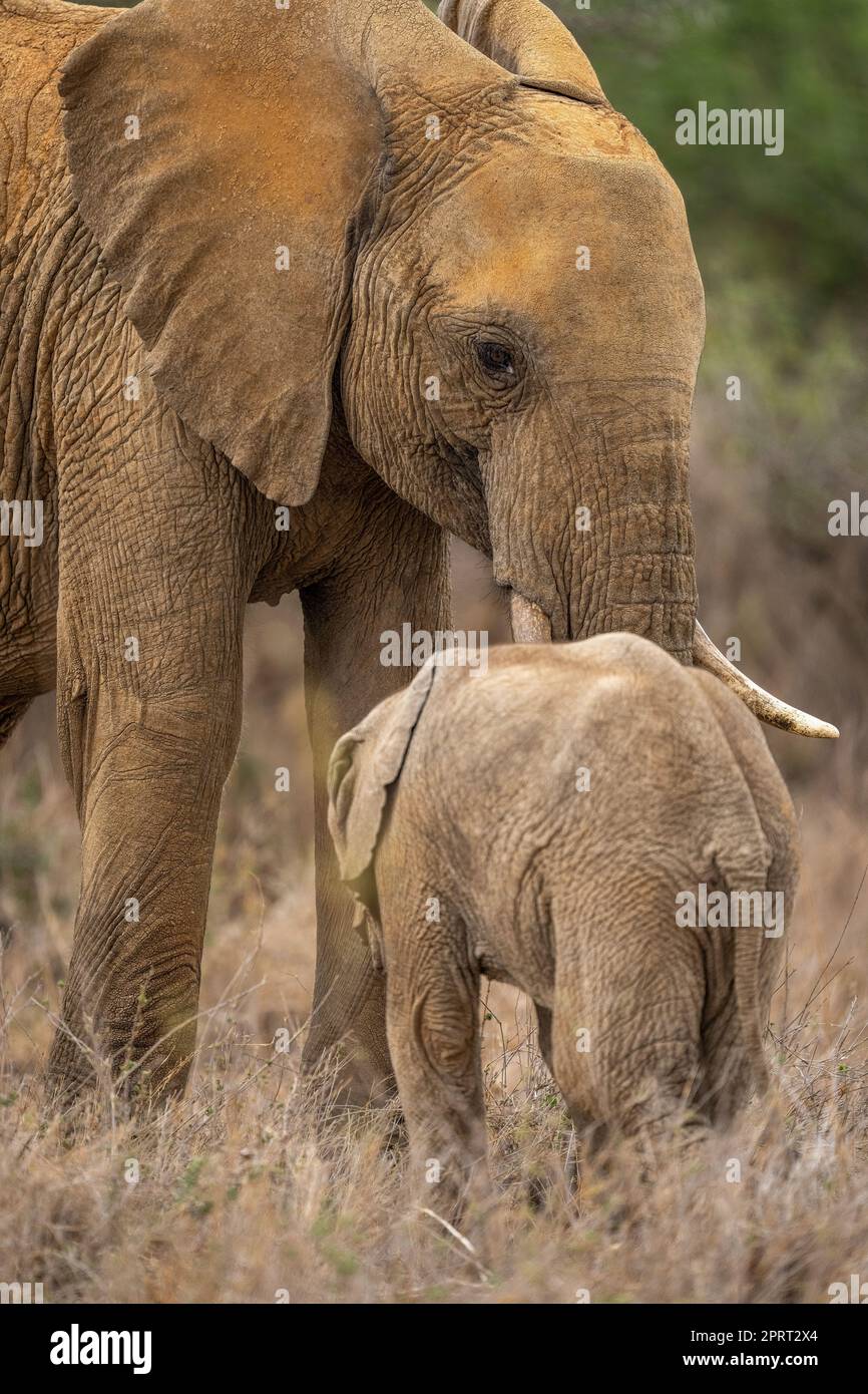 African elephant and calf up close hi-res stock photography and images ...