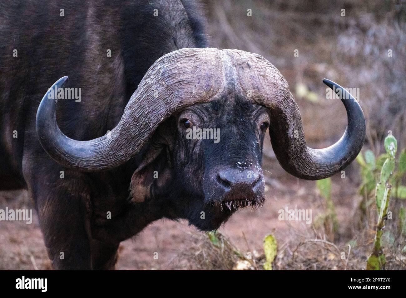 Close-up of Cape buffalo standing lowering head Stock Photo - Alamy