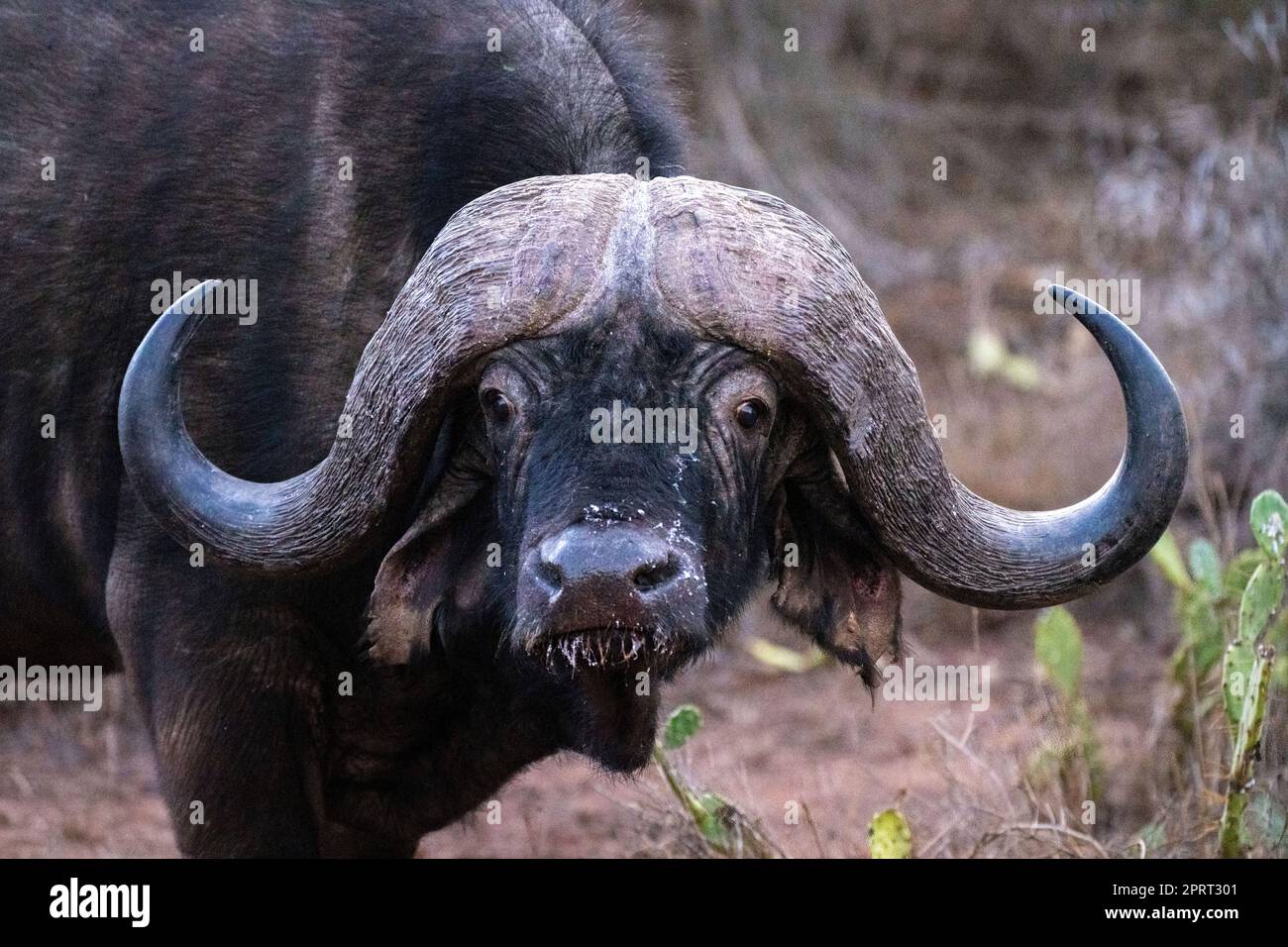 Close-up of Cape buffalo standing turning head Stock Photo - Alamy