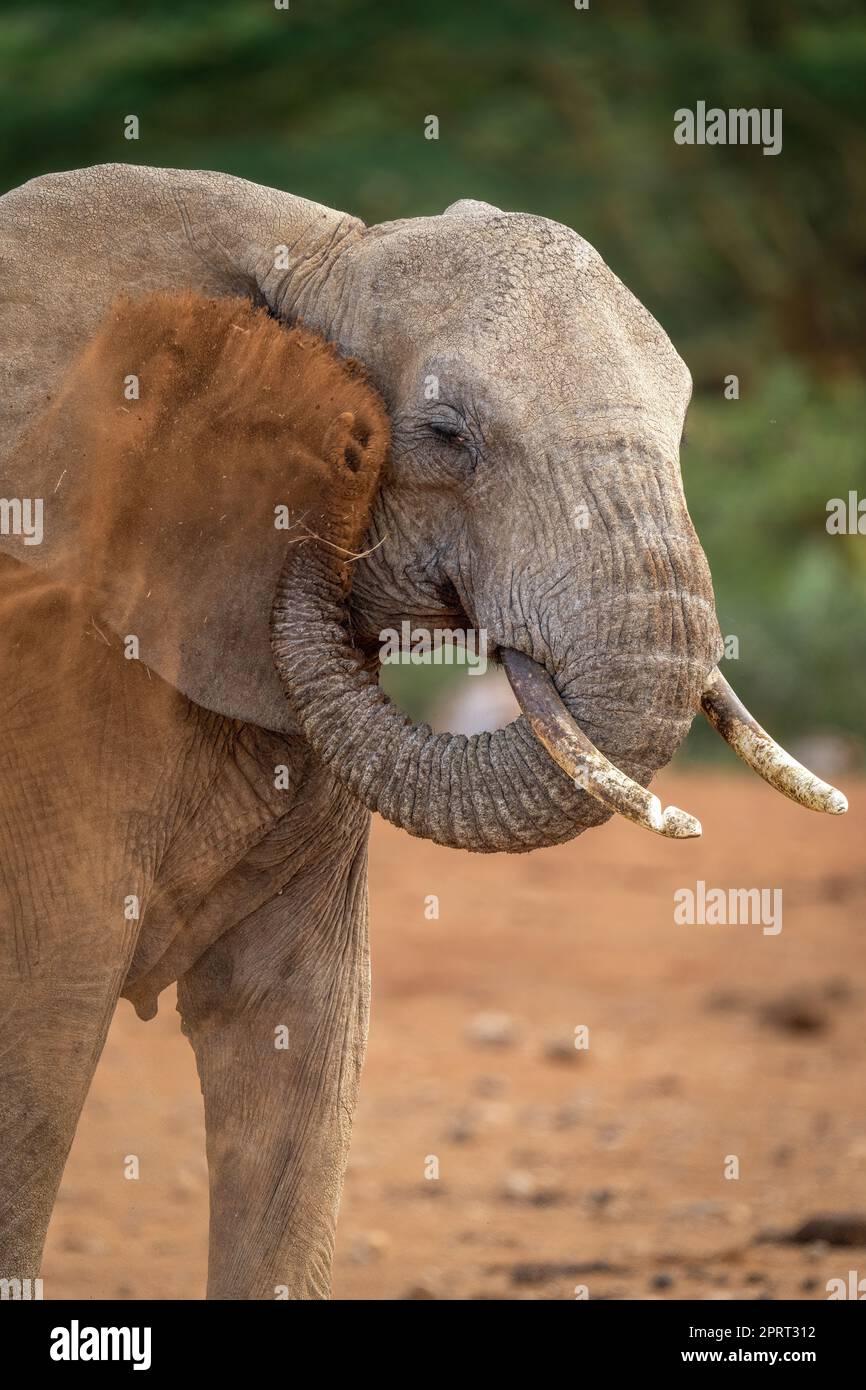 Close-up of elephant throwing dust over head Stock Photo - Alamy