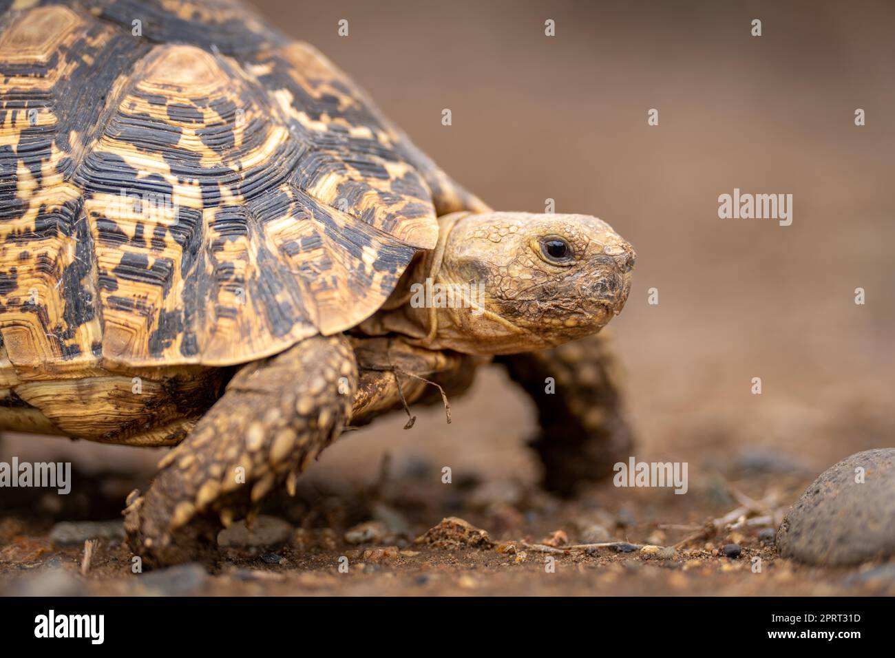 Close-up of leopard tortoise walking across savannah Stock Photo - Alamy