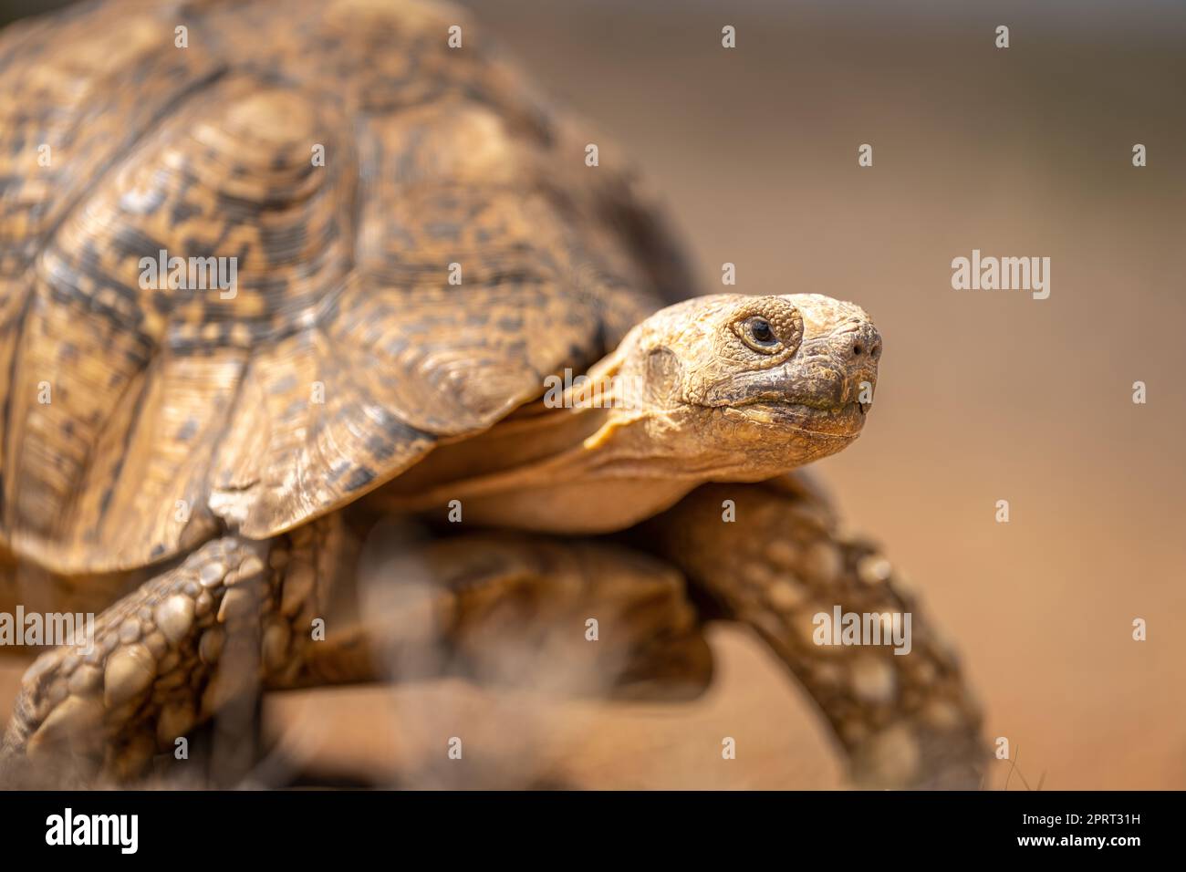 African leopard tortoise hi-res stock photography and images - Alamy