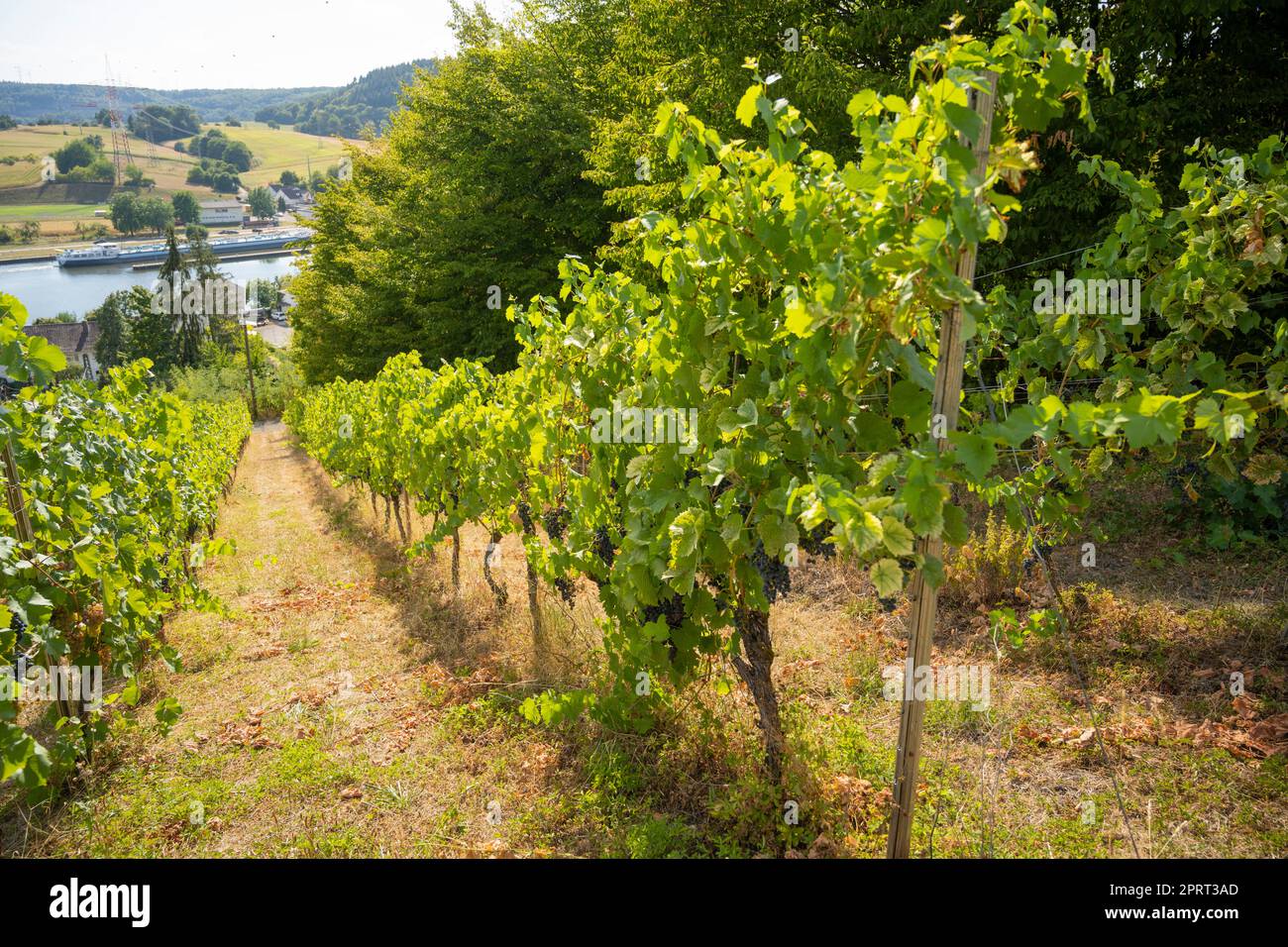 Most beautiful vineyards in Germany Stock Photo - Alamy
