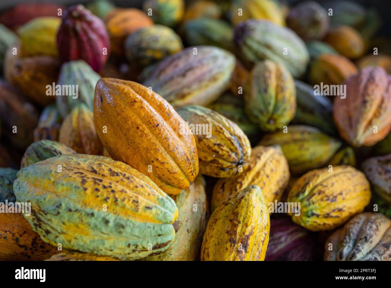 Stack of colorful ripe cocoa pod Stock Photo - Alamy
