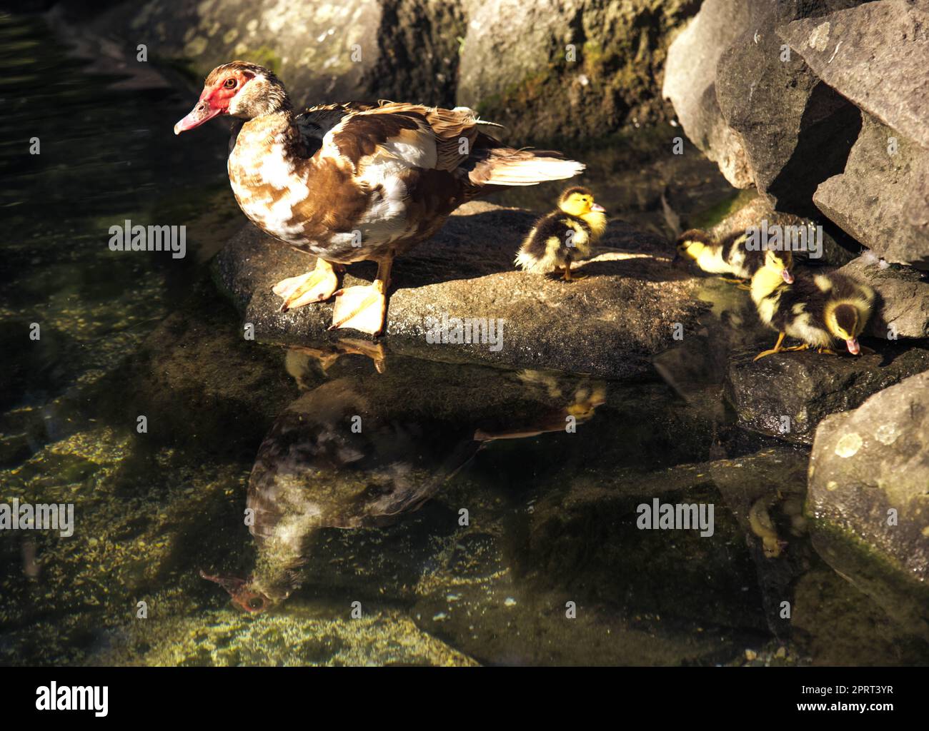 Muscovy duck mother with ducklings. Ducklings of a musky duck Stock ...