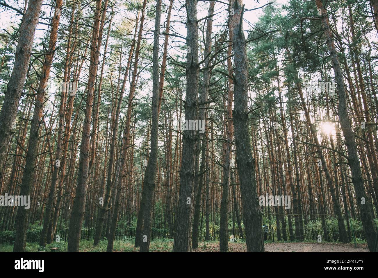 The beautiful pines. The Pine forest. Pine trees in the forest at ...