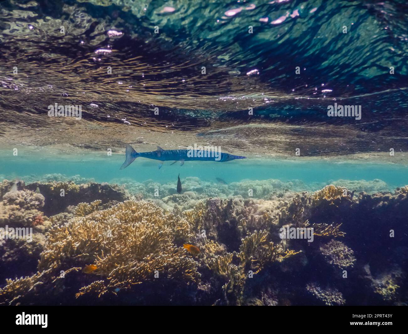 red sea rooster fish close under the surface in egypt Stock Photo - Alamy