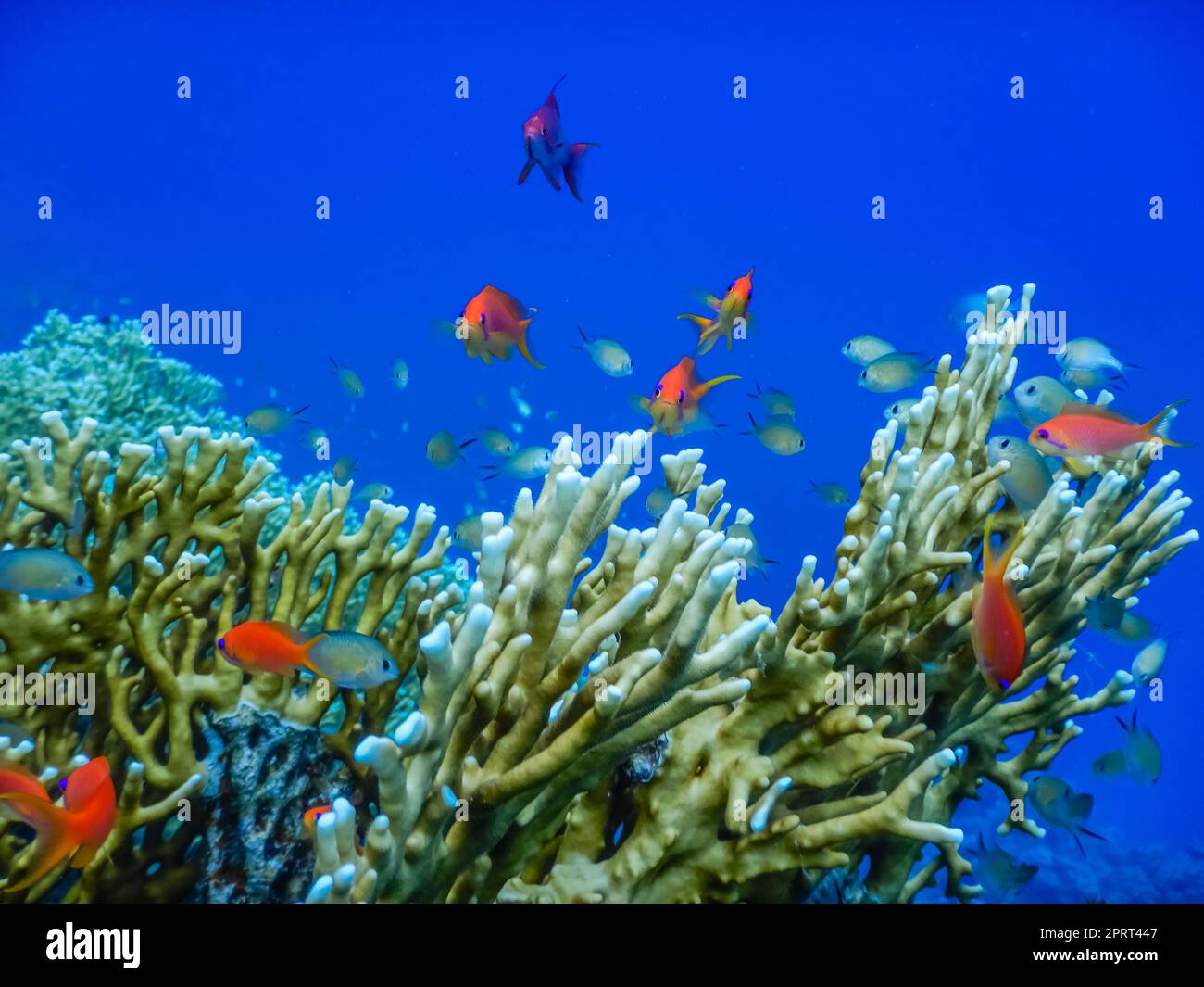 many little fishes at corals in deep blue water while diving in egypt ...