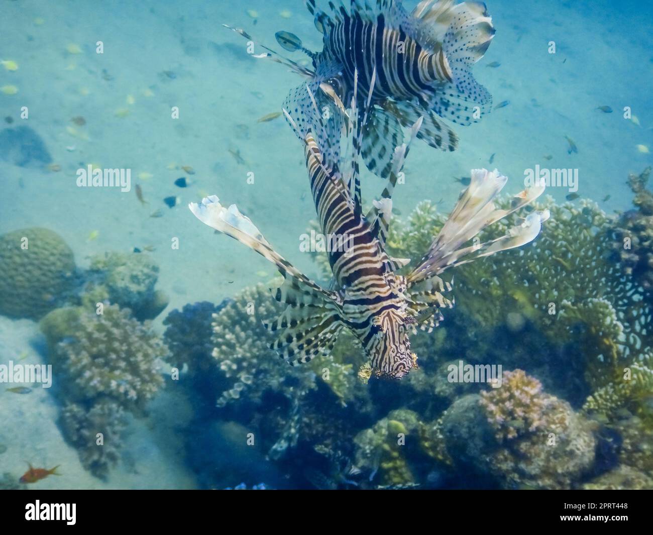 two fire fish hovering in the sea while diving in egypt on vacation ...