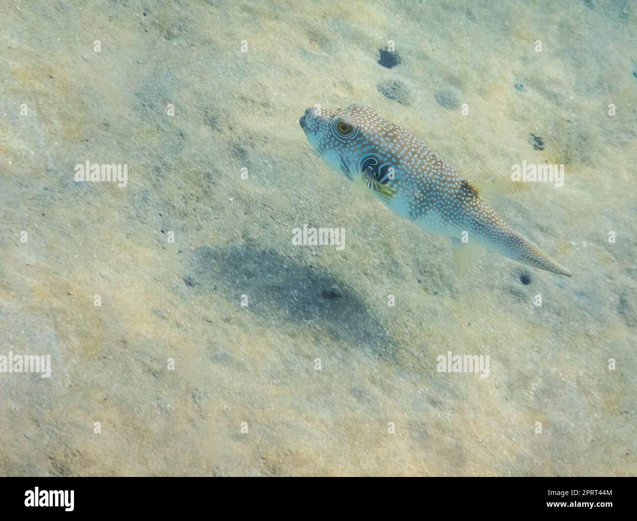white spotted puffer fish at the sandy seabed in egypt Stock Photo - Alamy